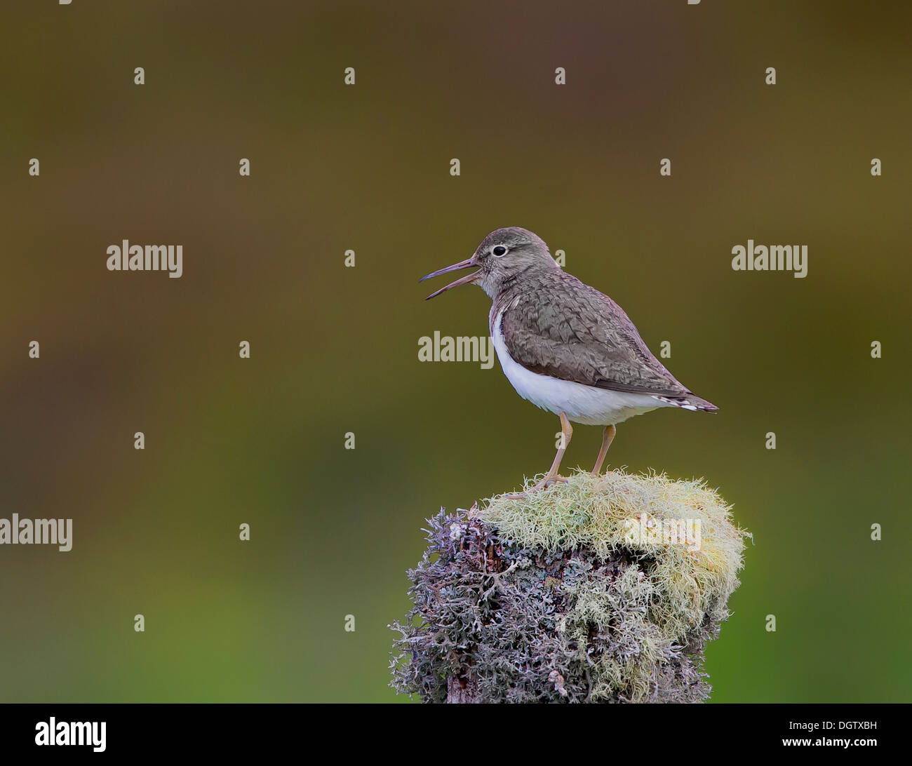 common sandpiper perching Stock Photo - Alamy