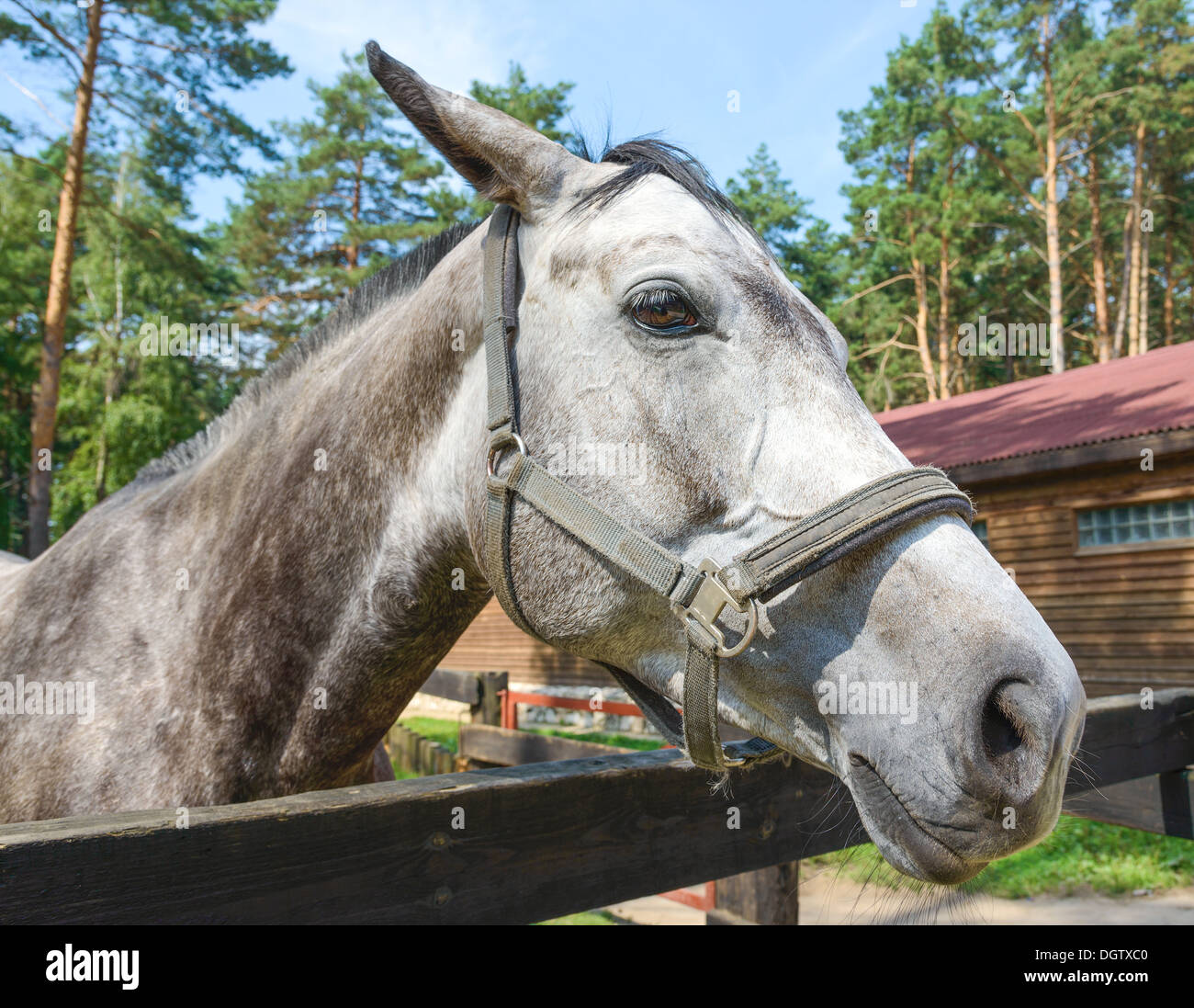 Horse farm photography hi-res stock photography and images - Alamy
