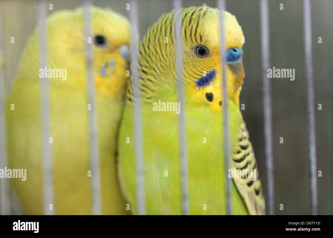 Birds seen on a stand in a local fair in the island of Majorca, Spain ...
