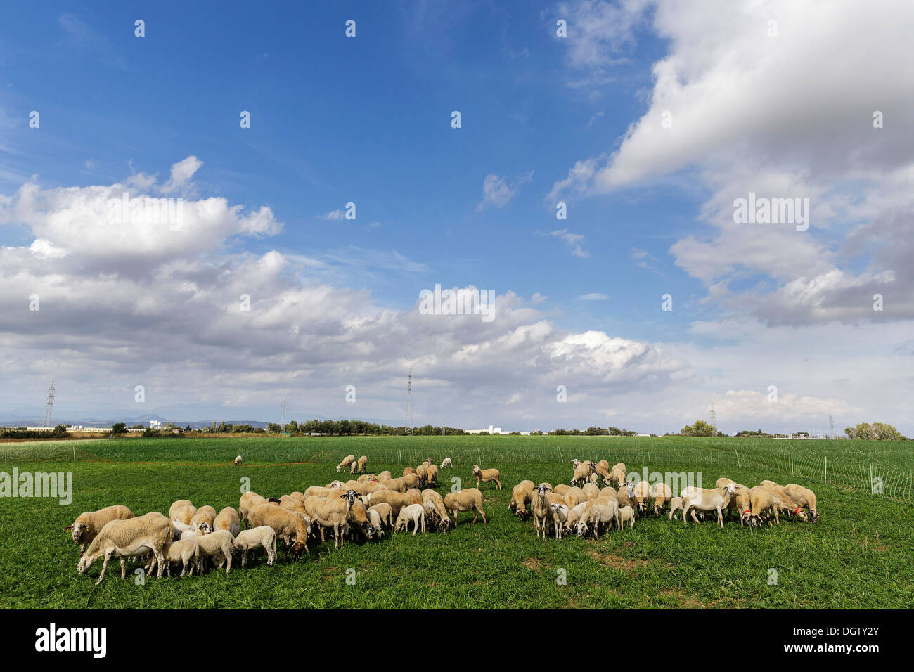 Spanish sheep breed hi-res stock photography and images - Alamy