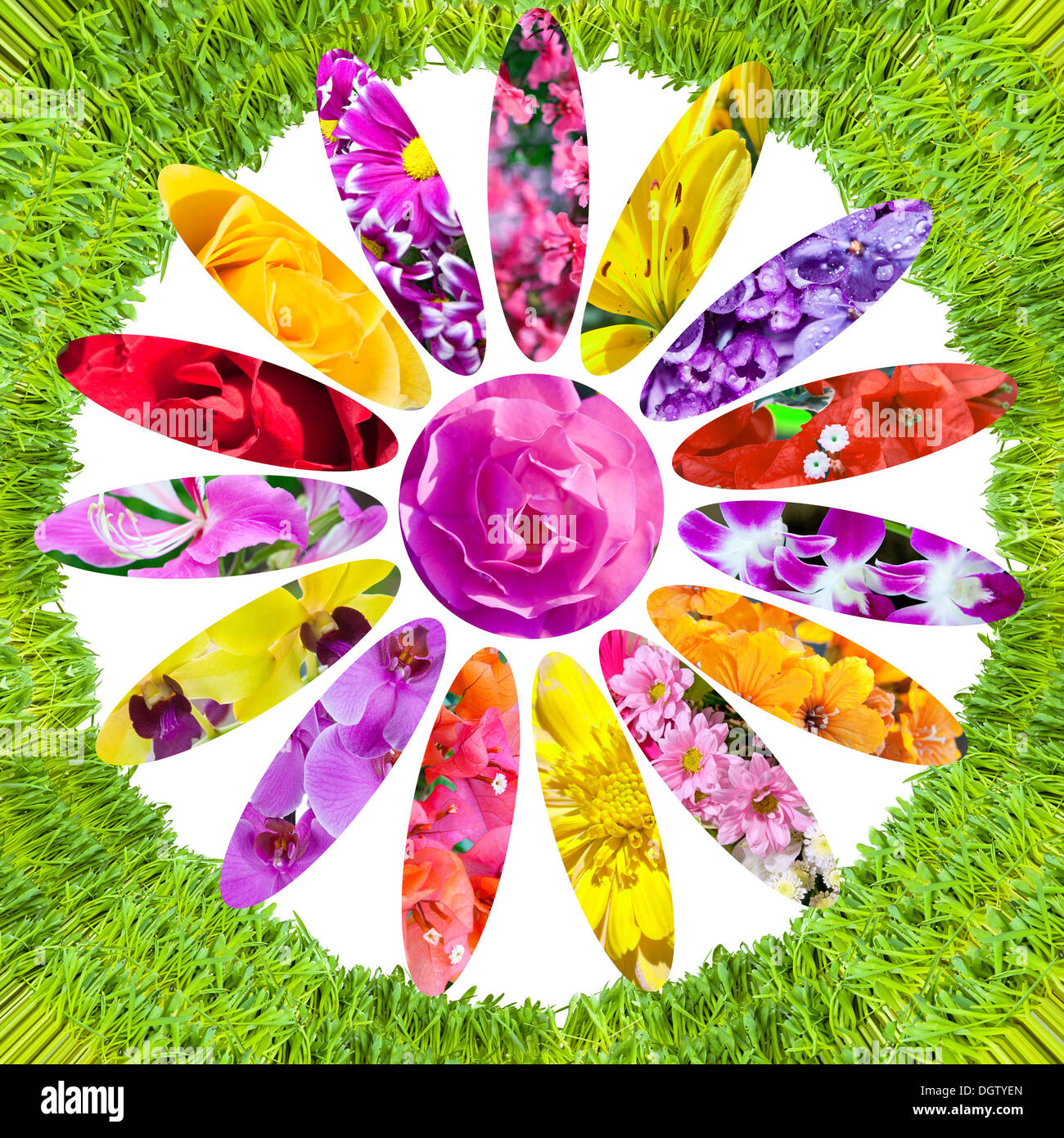 green grass and collage of flowers Stock Photo - Alamy