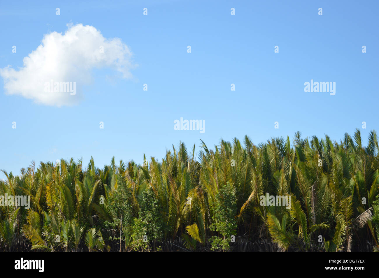 Nipah palm tree hi-res stock photography and images - Alamy