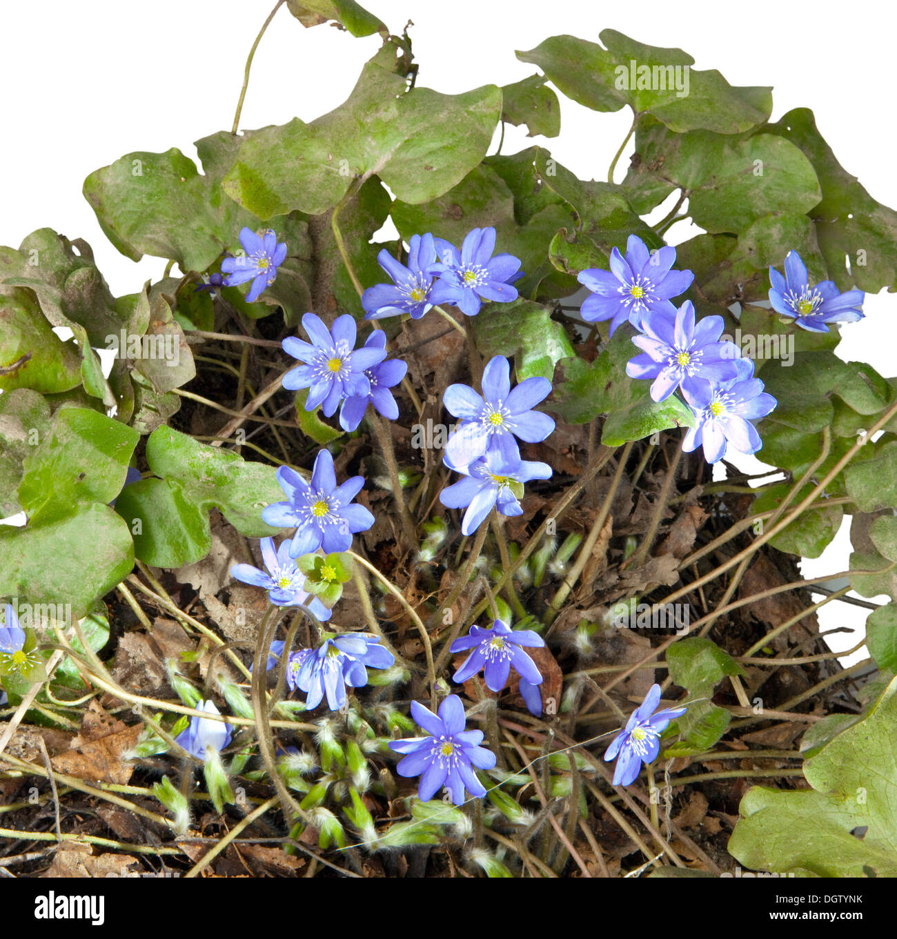 Dark blue Snowdrops Stock Photo - Alamy