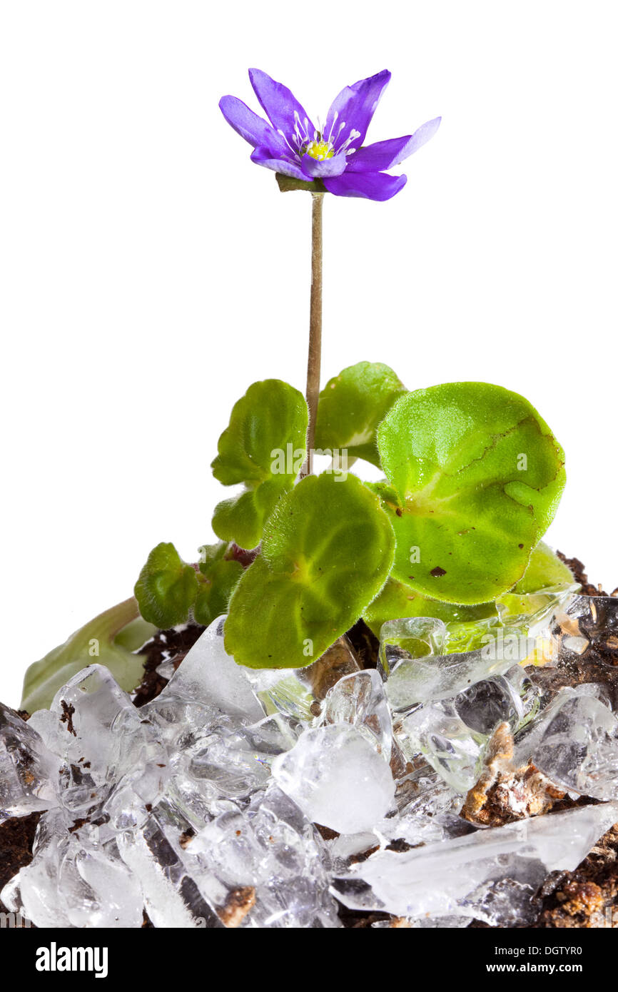 Growing ice hi-res stock photography and images - Alamy