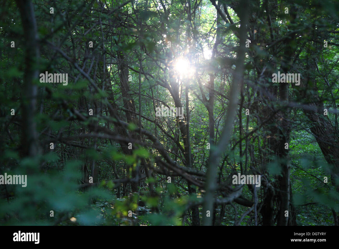 Tree park forest fog sun hi-res stock photography and images - Alamy