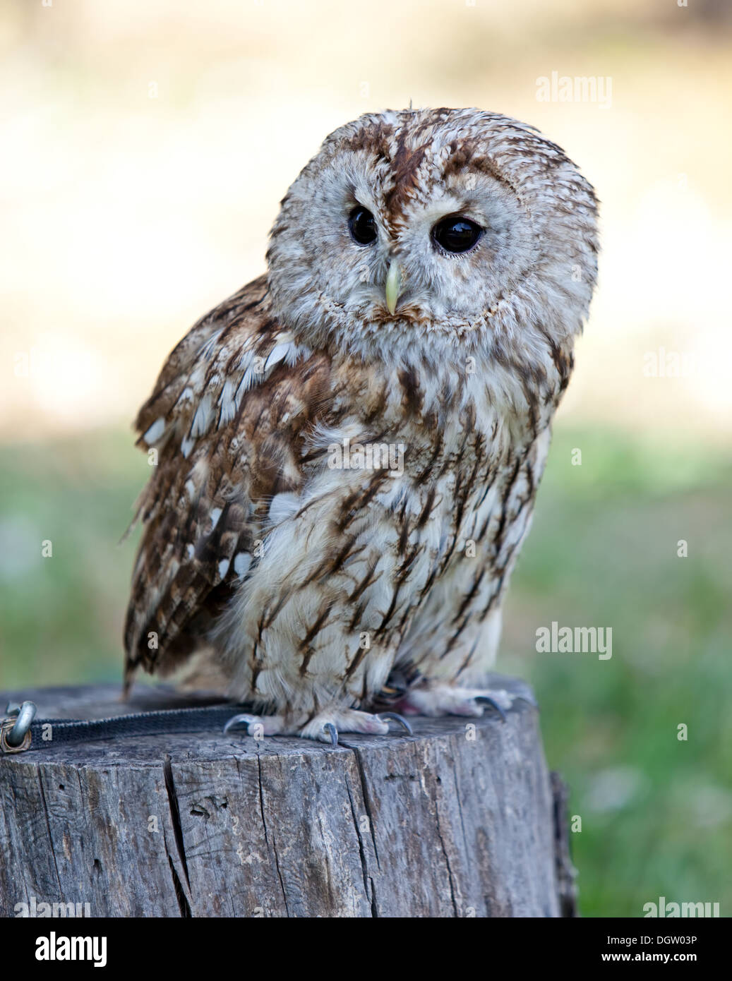 Owlet sitting hi-res stock photography and images - Alamy