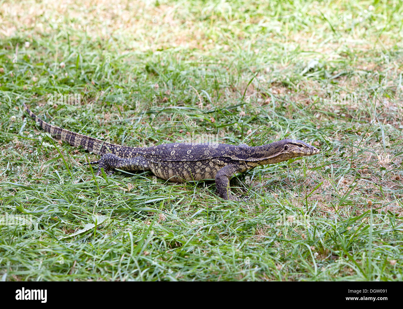 Huge monitor lizard Stock Photo - Alamy