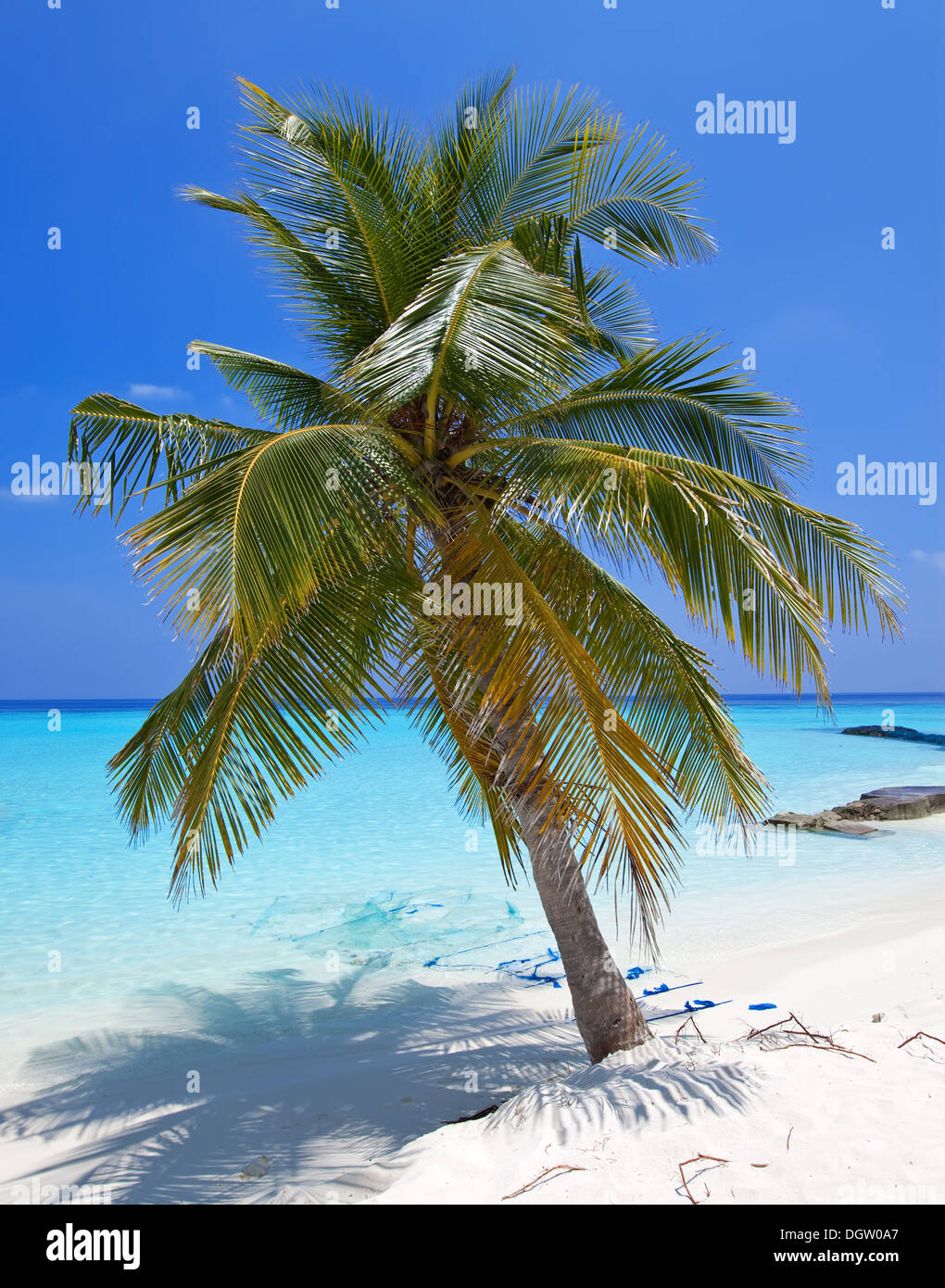 Palm trees on tropical island Stock Photo - Alamy