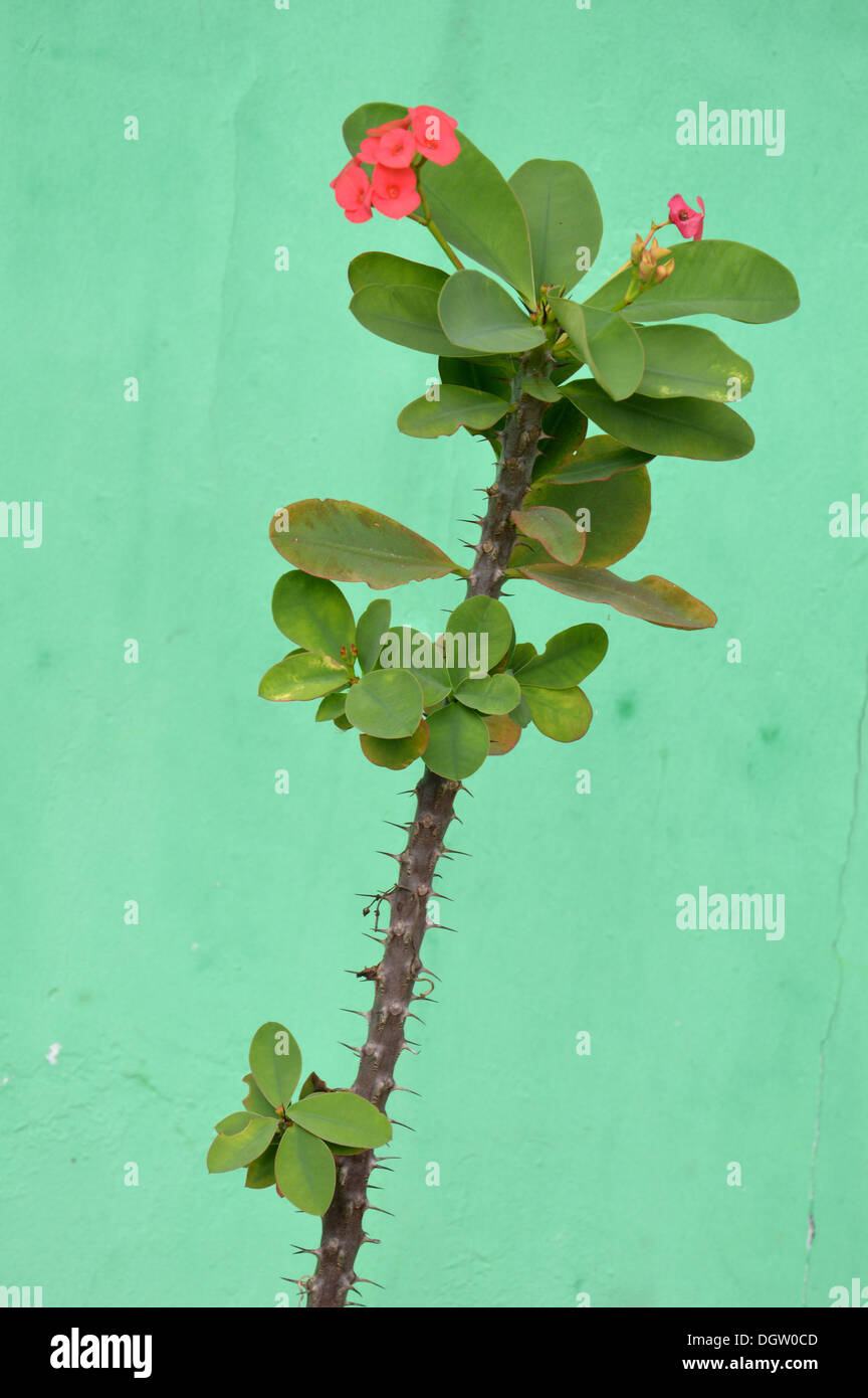Thor flower hi-res stock photography and images - Alamy