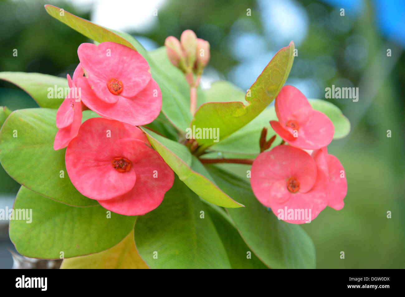 Thor plant flowers hi-res stock photography and images - Alamy