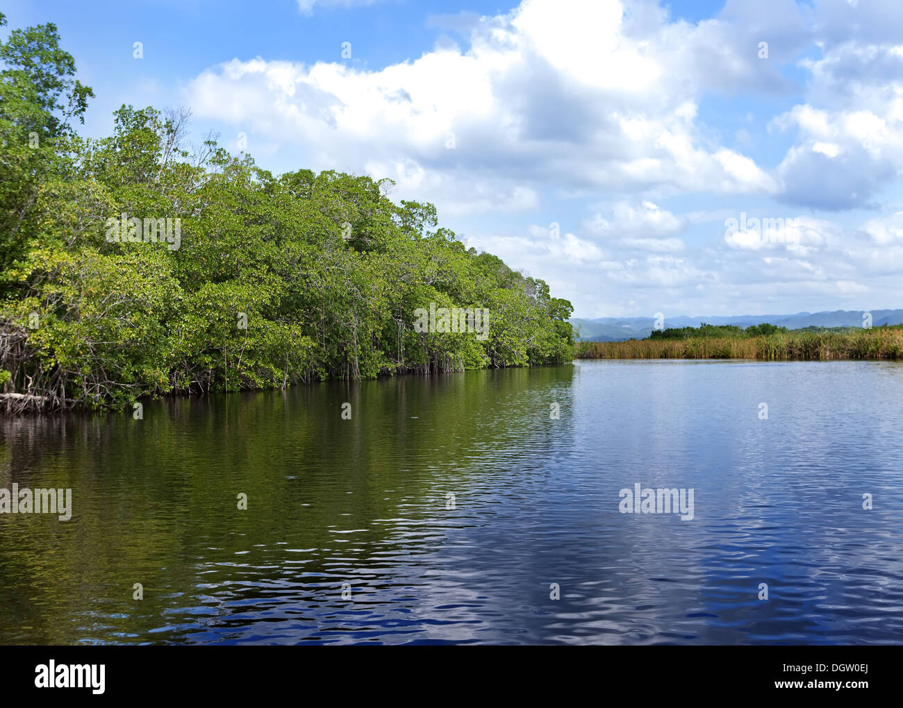 mangrove forest on the Black river. Jamaica Stock Photo - Alamy
