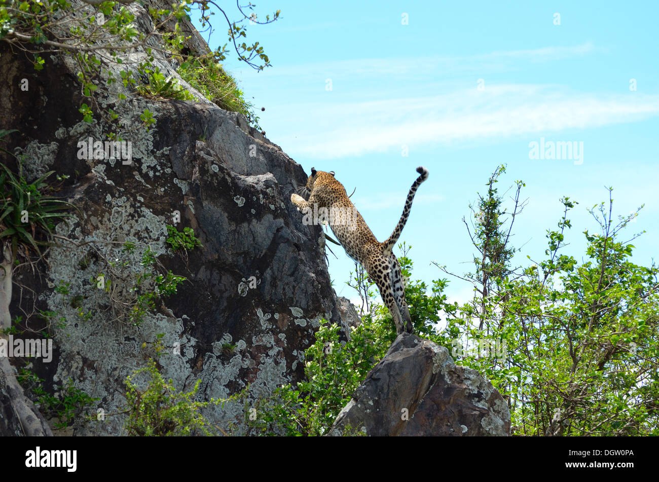 Leopard jumping hi-res stock photography and images - Alamy