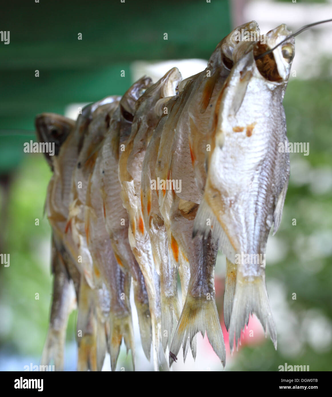 Dried fish on a rope Stock Photo - Alamy
