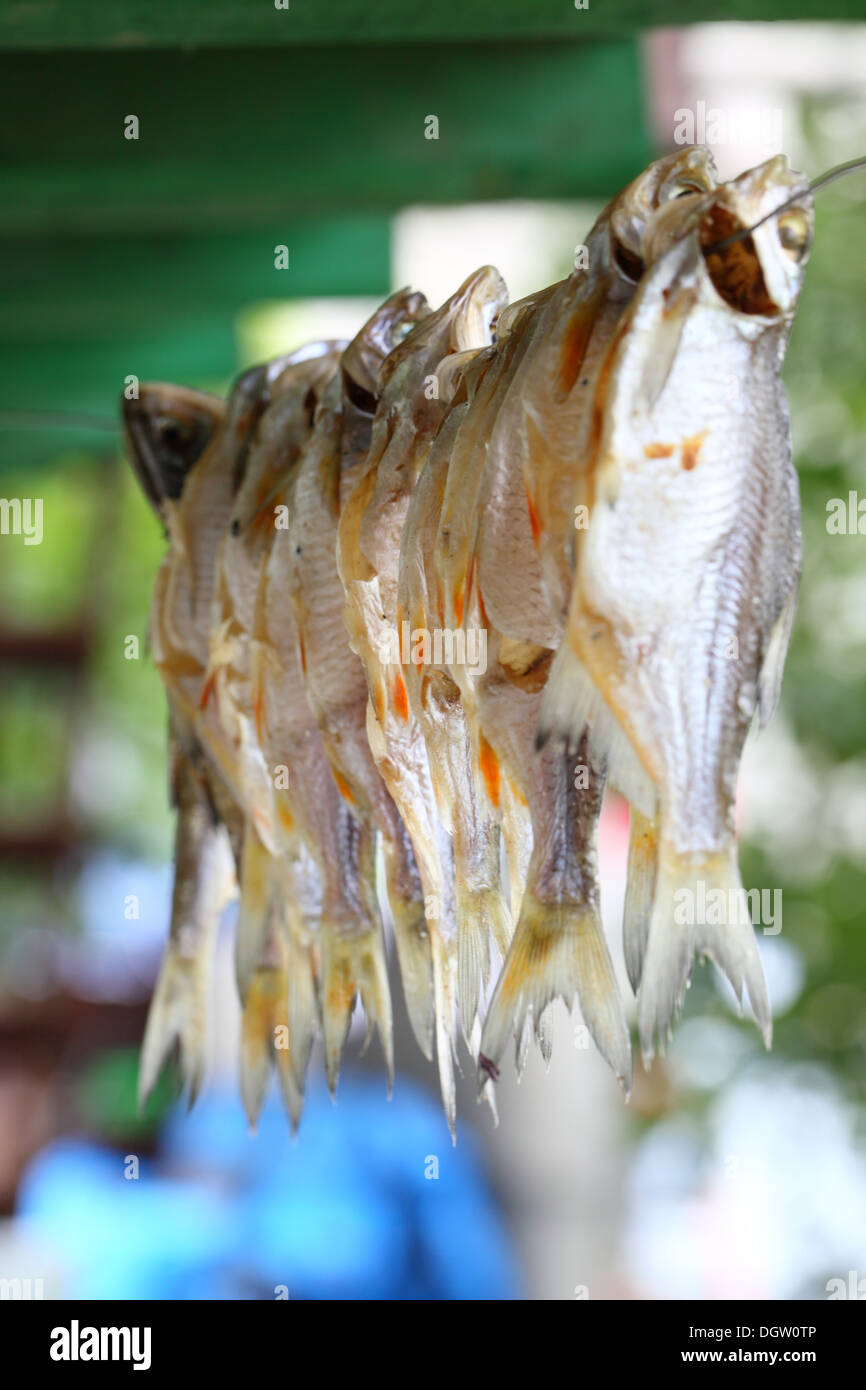 Fish on a rope hi-res stock photography and images - Alamy