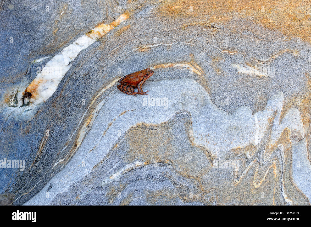 Frog on a rock Stock Photo - Alamy