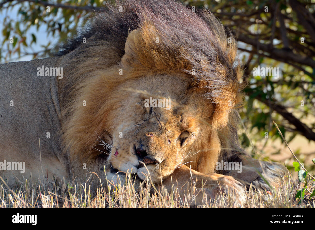 Adult lion hi-res stock photography and images - Alamy