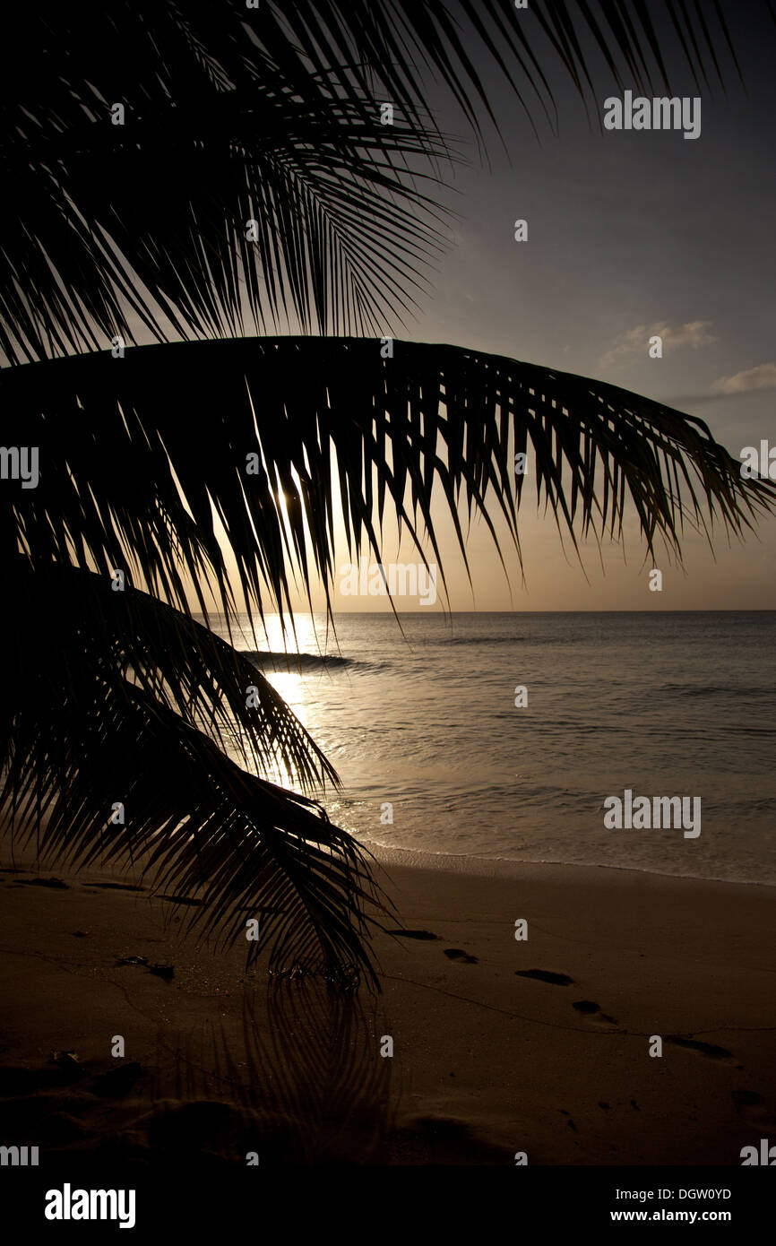 Beautiful sunset beach trees hi-res stock photography and images - Alamy