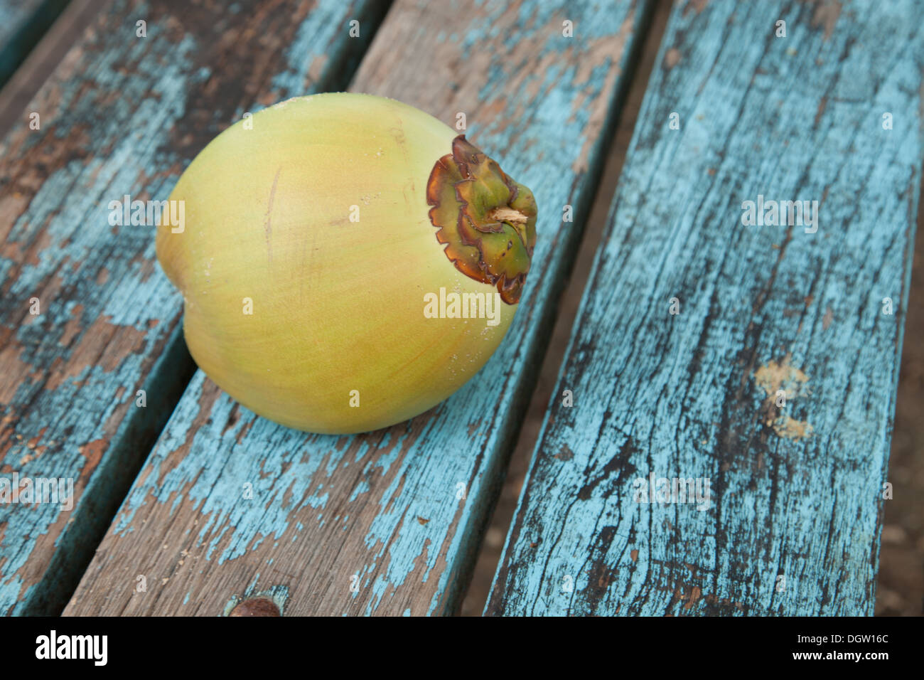 Barbados coconut tree hi-res stock photography and images - Alamy
