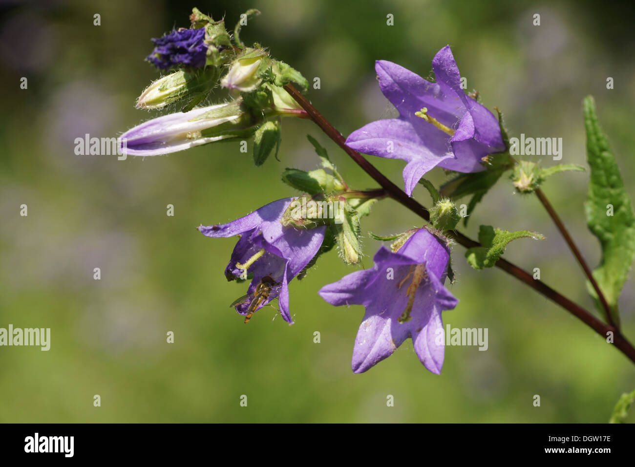 Creeping bellflowers hi-res stock photography and images - Alamy