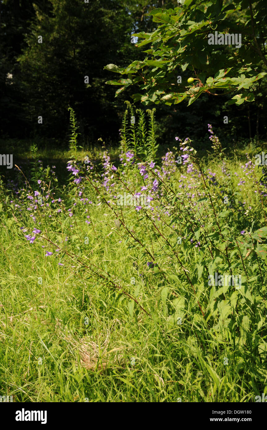 Field bellflowers hi-res stock photography and images - Alamy