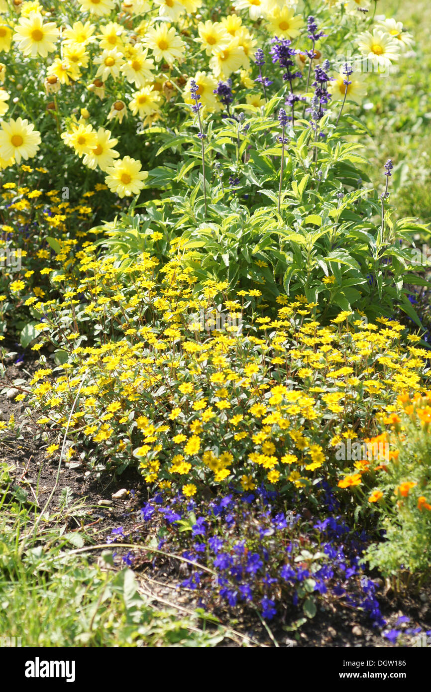 Creeping zinnia hi-res stock photography and images - Alamy
