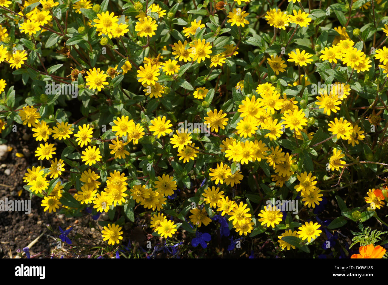 Creeping zinnia hi-res stock photography and images - Alamy