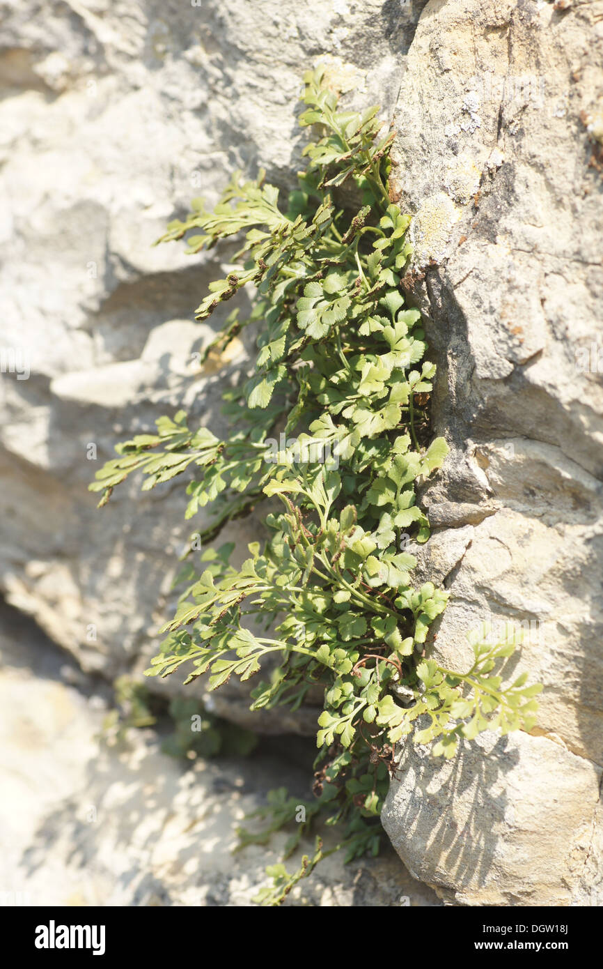 Asplenium ruta muraria wall rue hi-res stock photography and images - Alamy