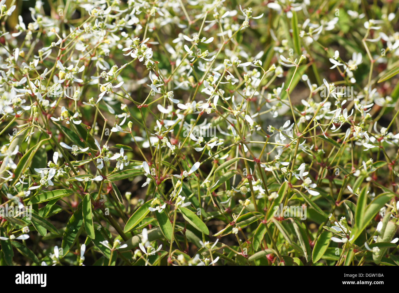 Euphorbia Breathless White