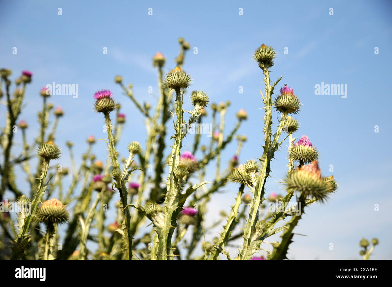 Heraldic thistle hi-res stock photography and images - Alamy