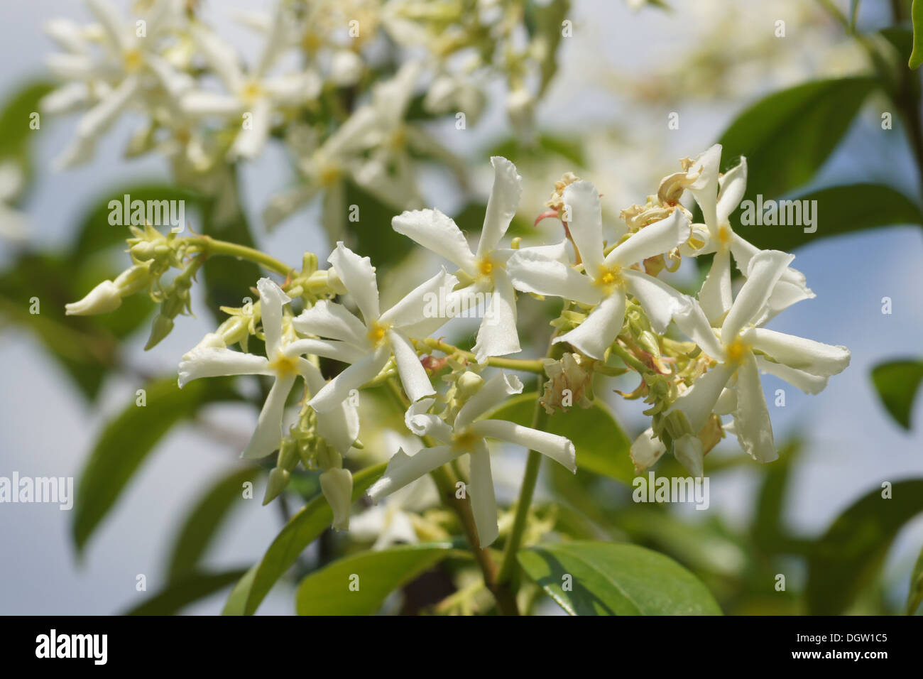 Confederate jasmine hi-res stock photography and images - Alamy