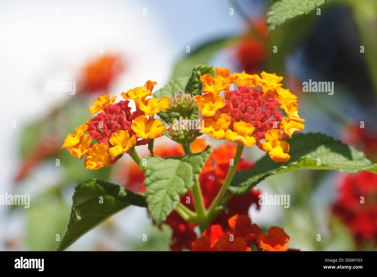 Spanish flag flowers hi-res stock photography and images - Alamy