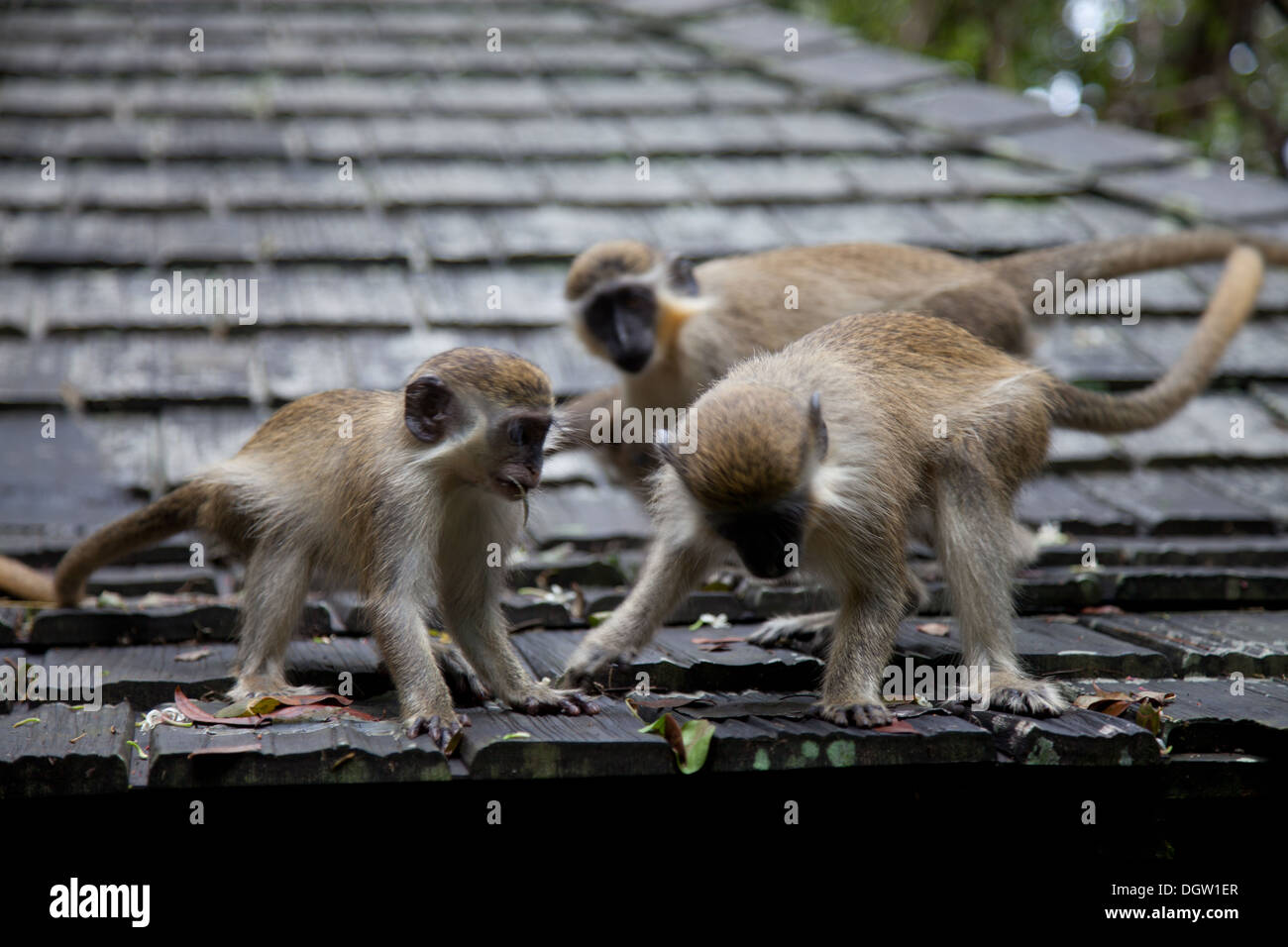 three monkeys on the house roof in Barbados Stock Photo - Alamy