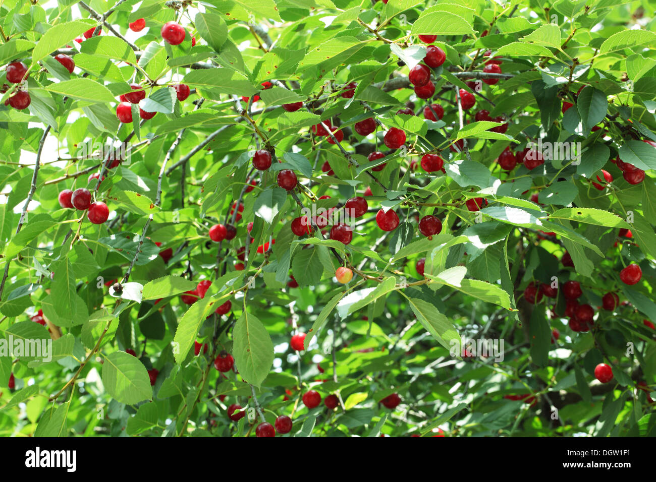 Two cherries at cherry tree hi-res stock photography and images - Alamy