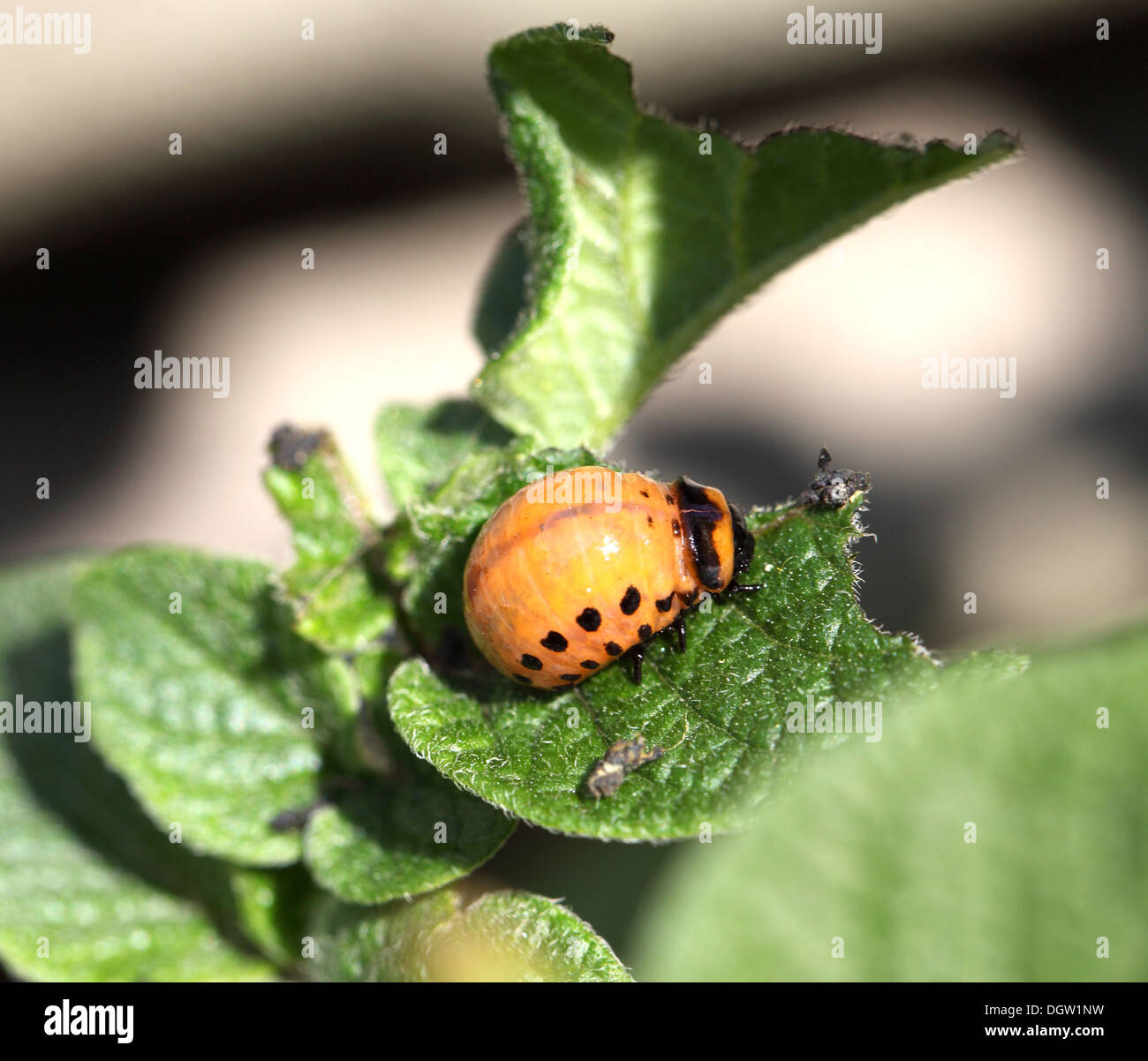Agriculture insect world hi-res stock photography and images - Alamy