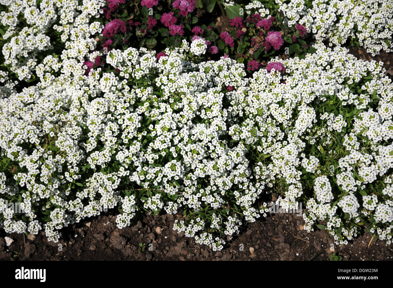 Lobularia maritima alyssum maritimum garden flower hi-res stock ...