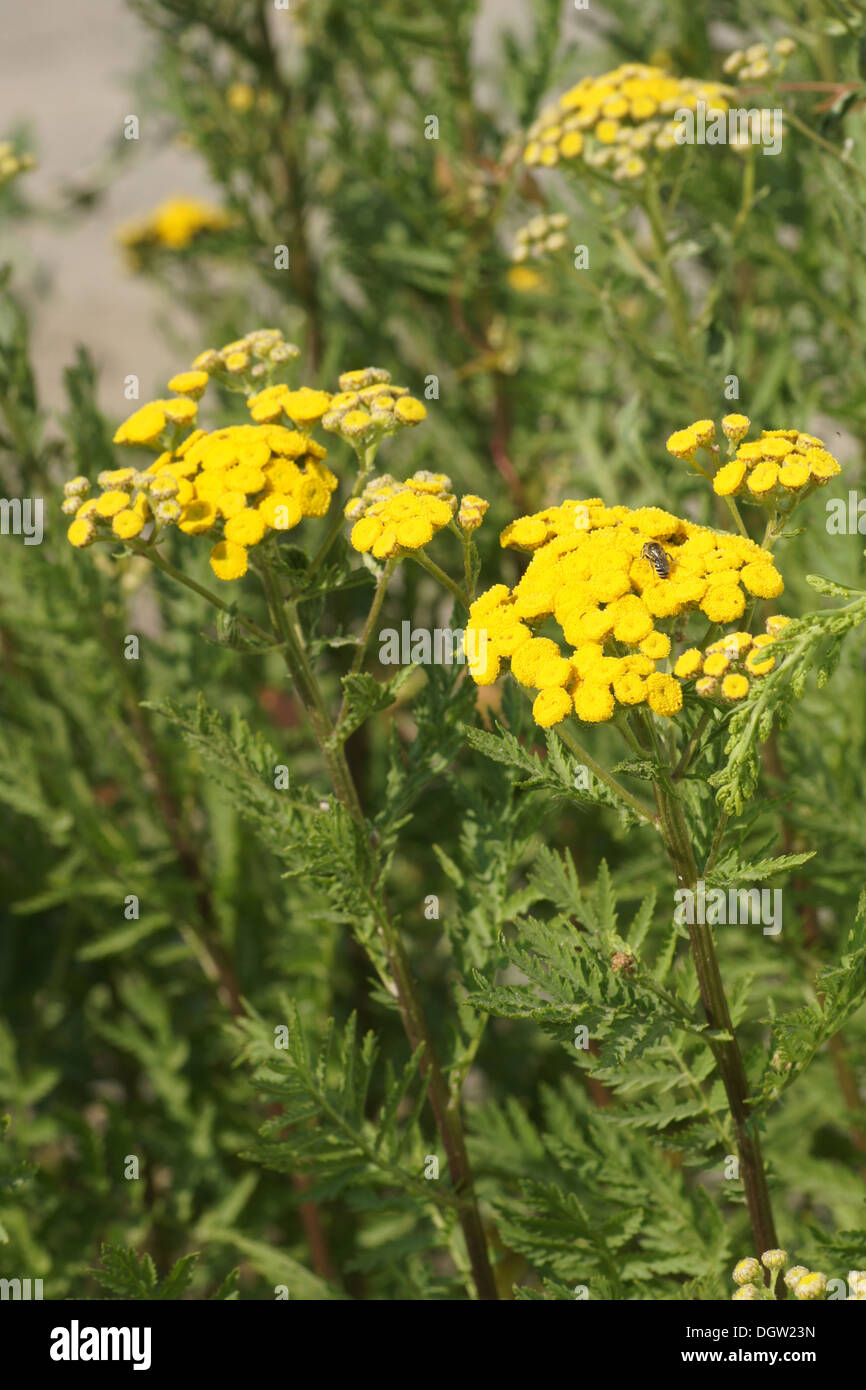 On tansy hi-res stock photography and images - Alamy
