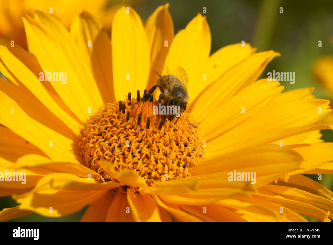 Oxeyes hi-res stock photography and images - Alamy