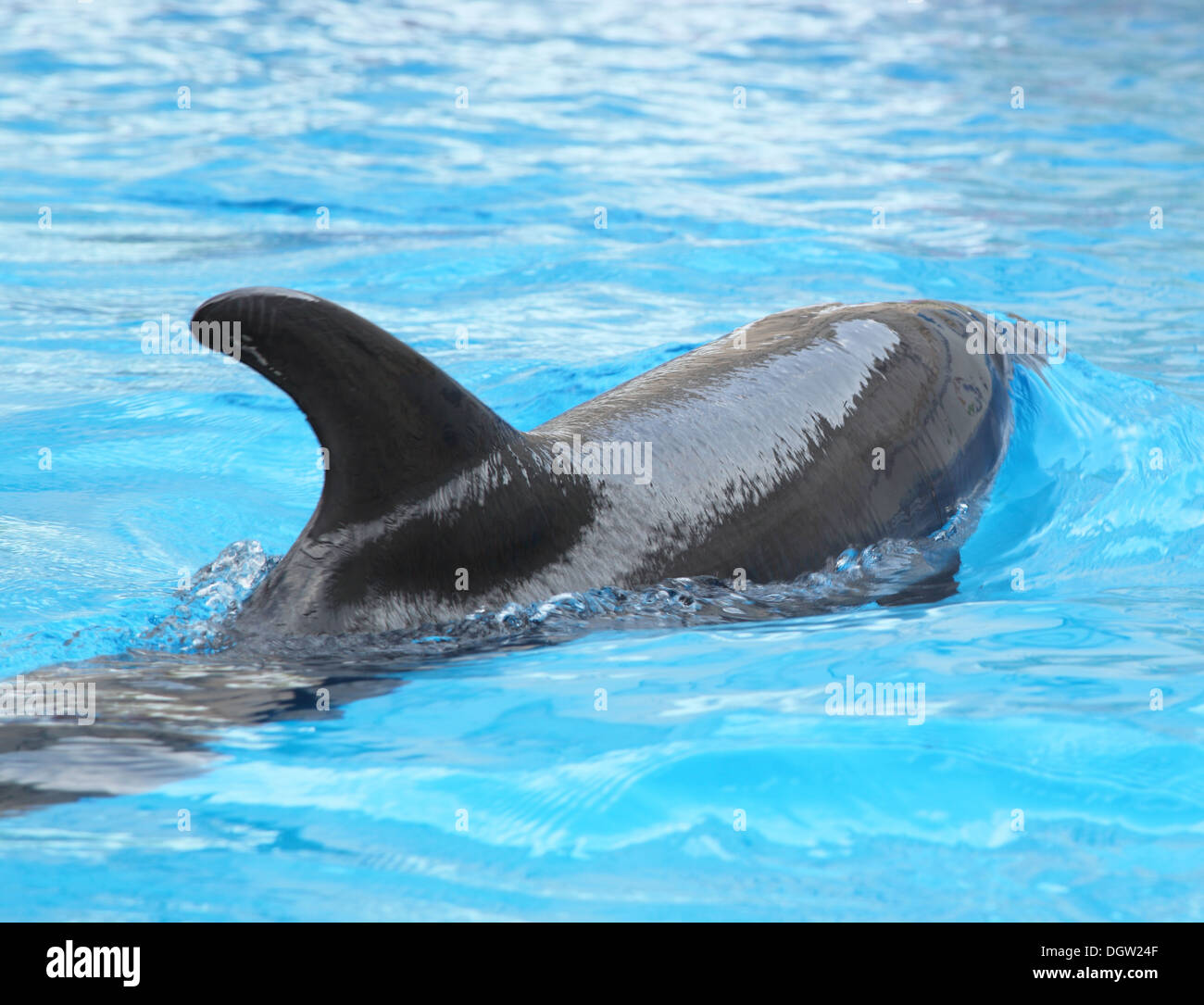Dolphin clear water hi-res stock photography and images - Alamy