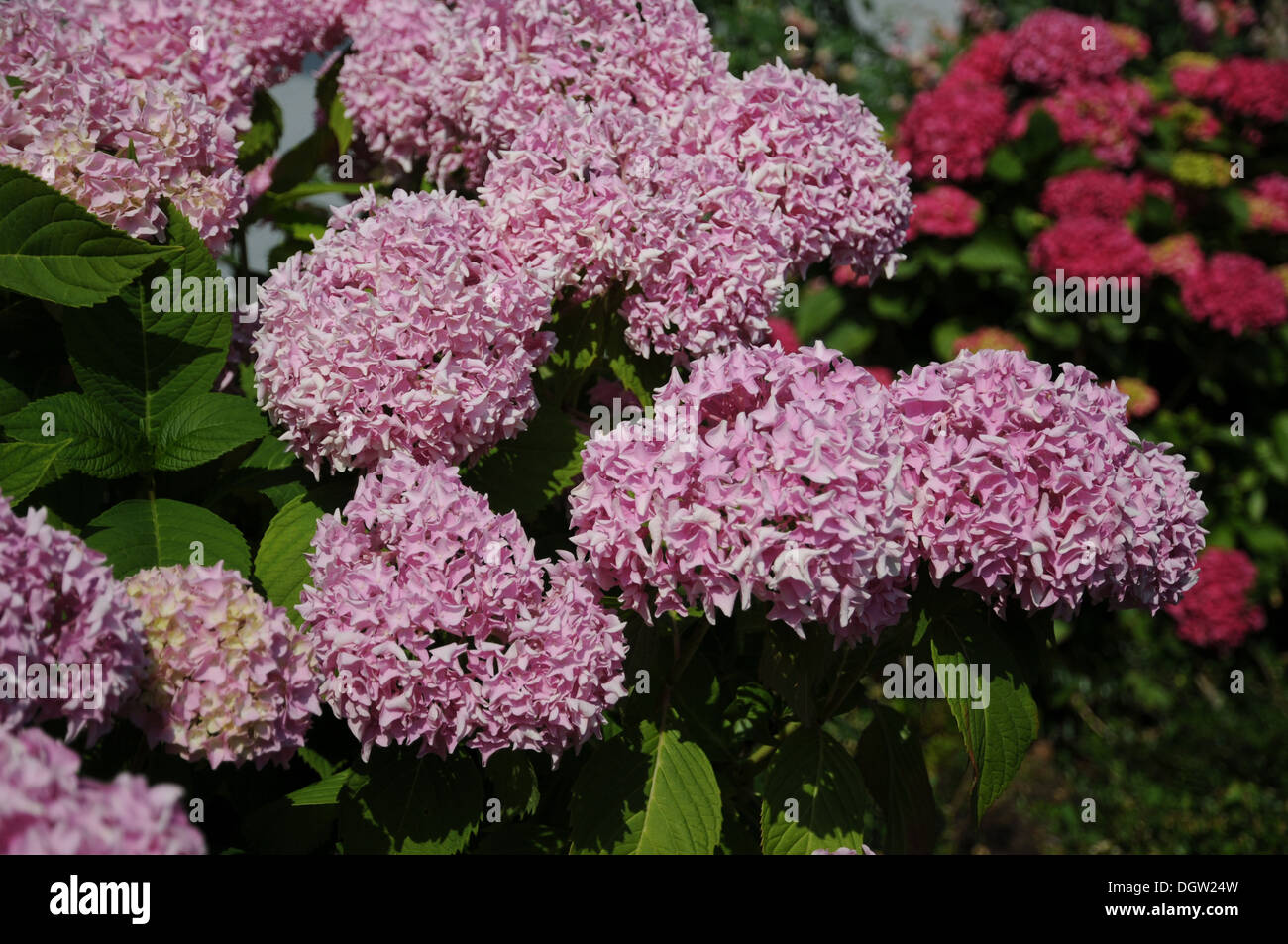 Hortensie macrophylla hortensia hi-res stock photography and images - Alamy