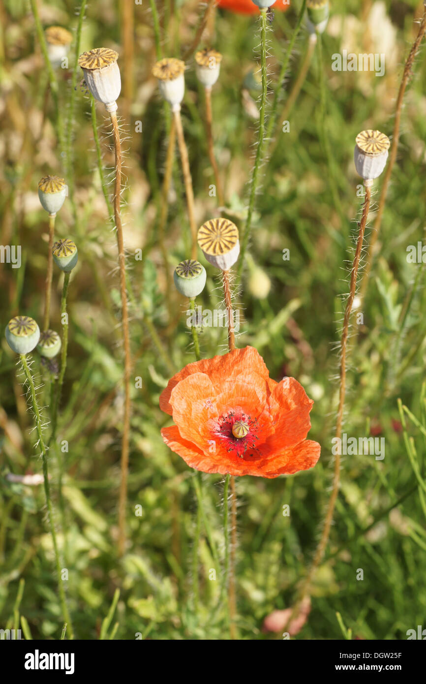 Poppy fruits hi-res stock photography and images - Alamy