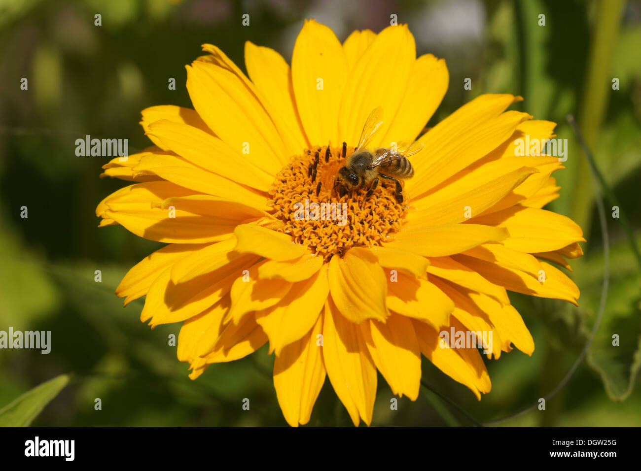 Oxeyes hi-res stock photography and images - Alamy