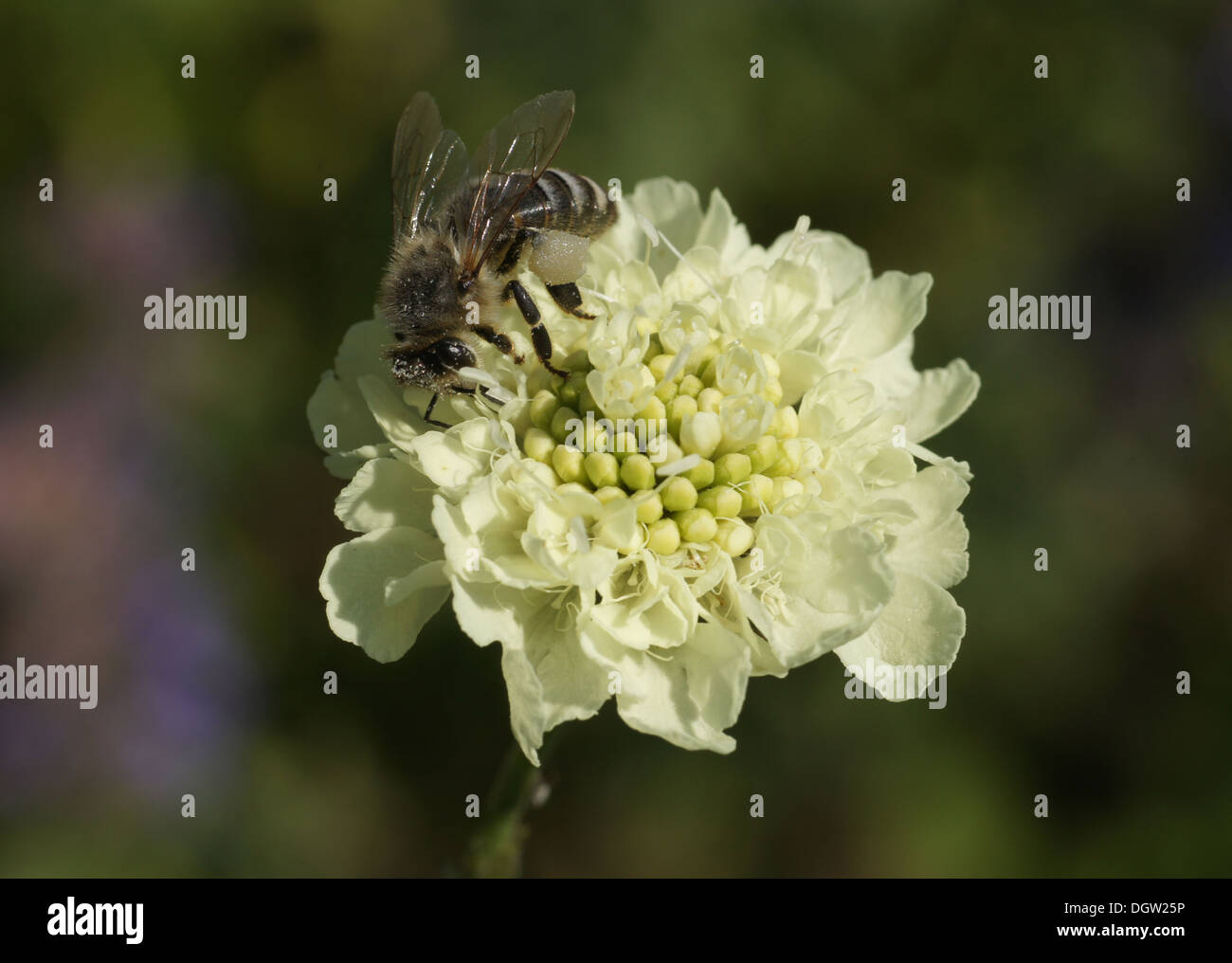 Yellow scabious scabiosa ochroleuca hi-res stock photography and images ...