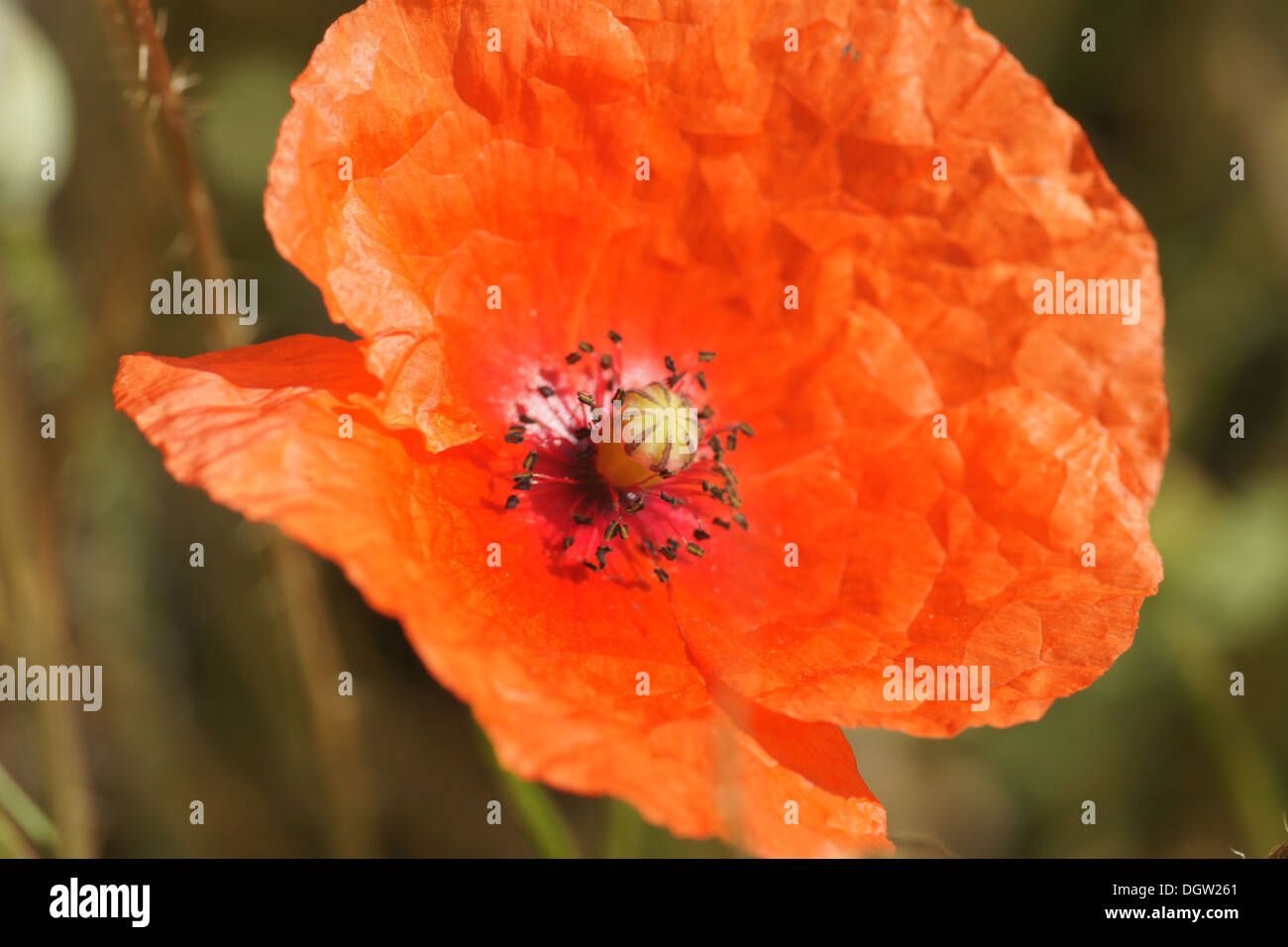 Poppy fruits hi-res stock photography and images - Alamy