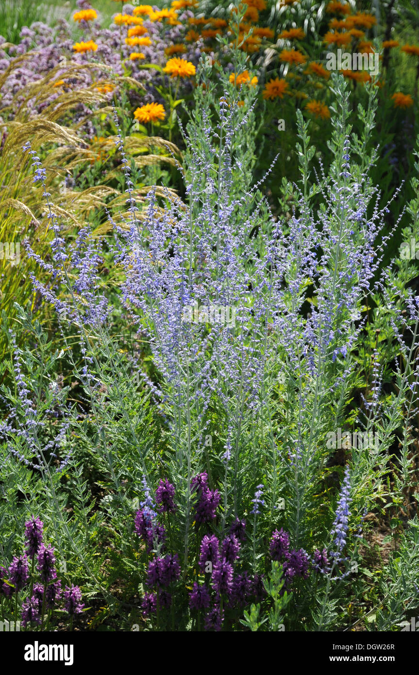 Russian sage hi-res stock photography and images - Alamy