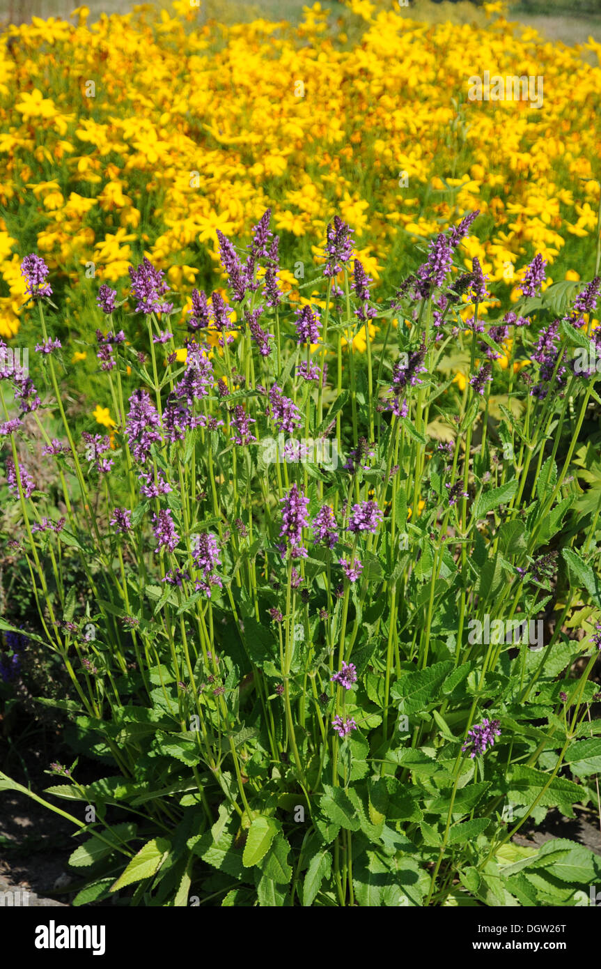 Alpine betony flowers hi-res stock photography and images - Alamy