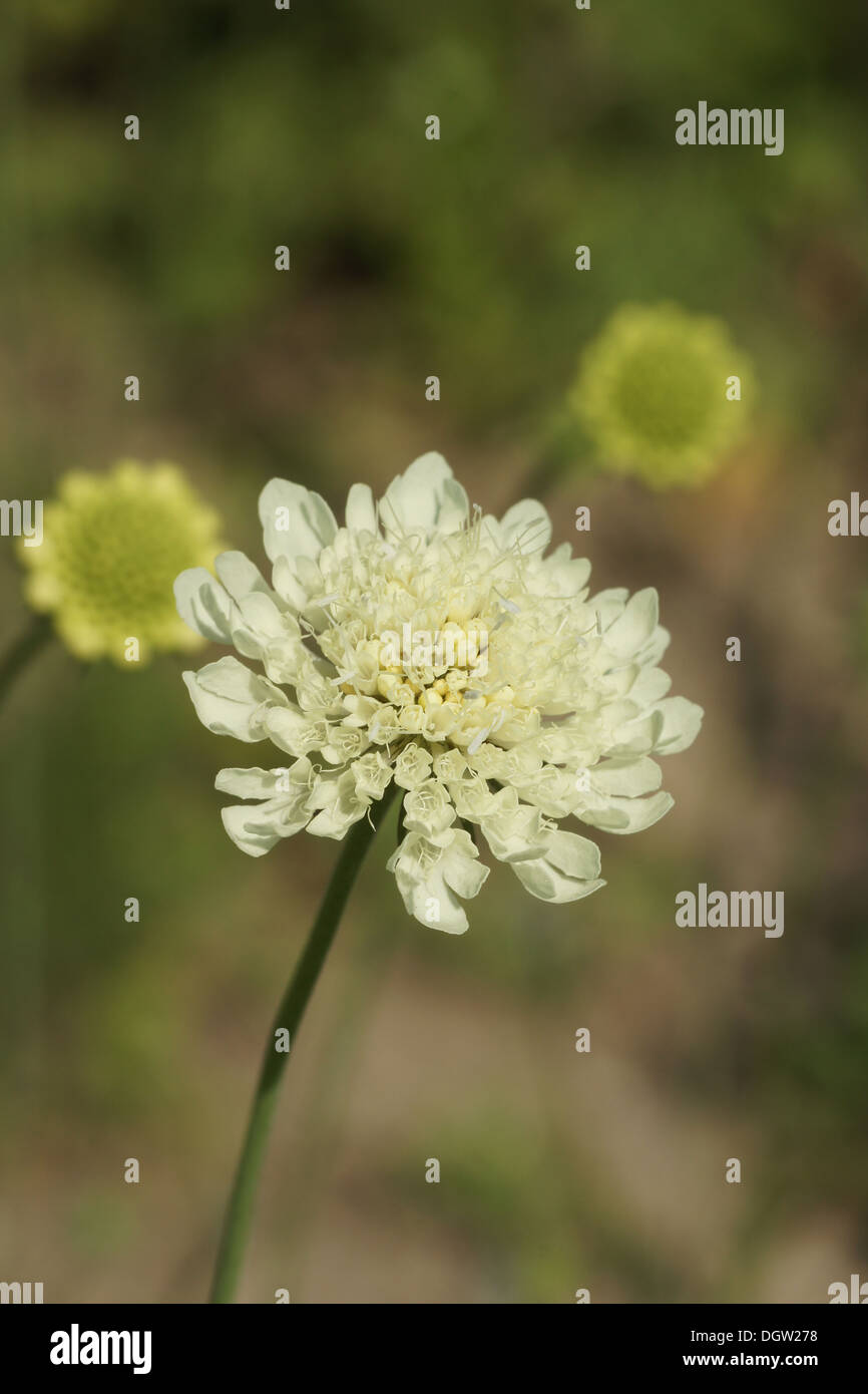 Yellow scabious scabiosa ochroleuca hi-res stock photography and images ...