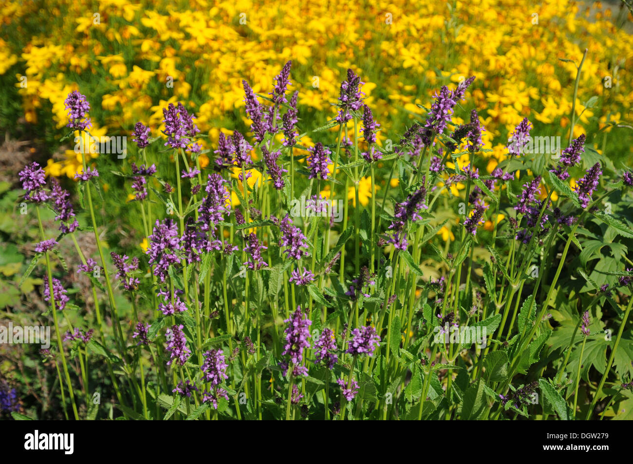 Alpine betony flowers hi-res stock photography and images - Alamy