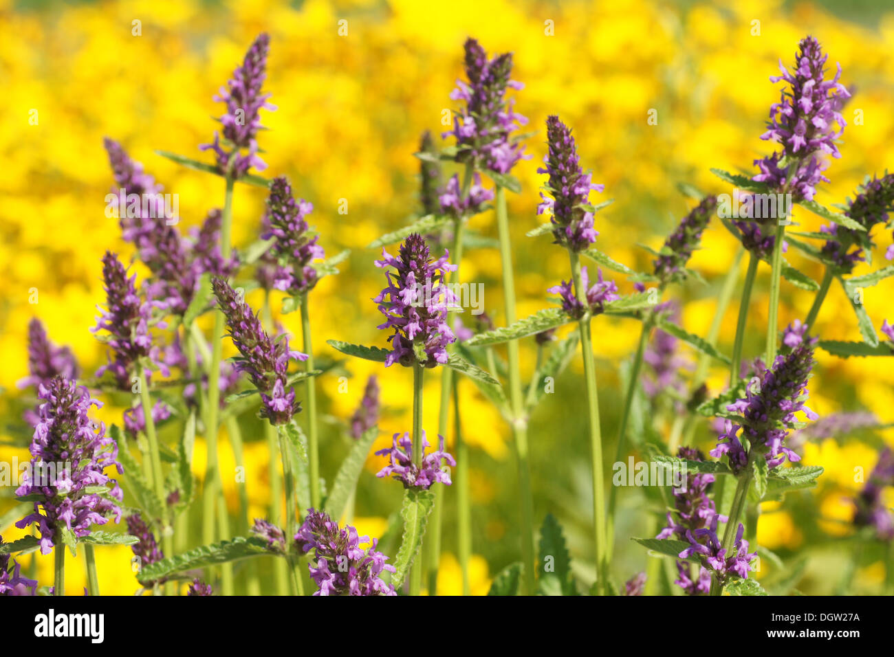 Alpine betony flowers hi-res stock photography and images - Alamy