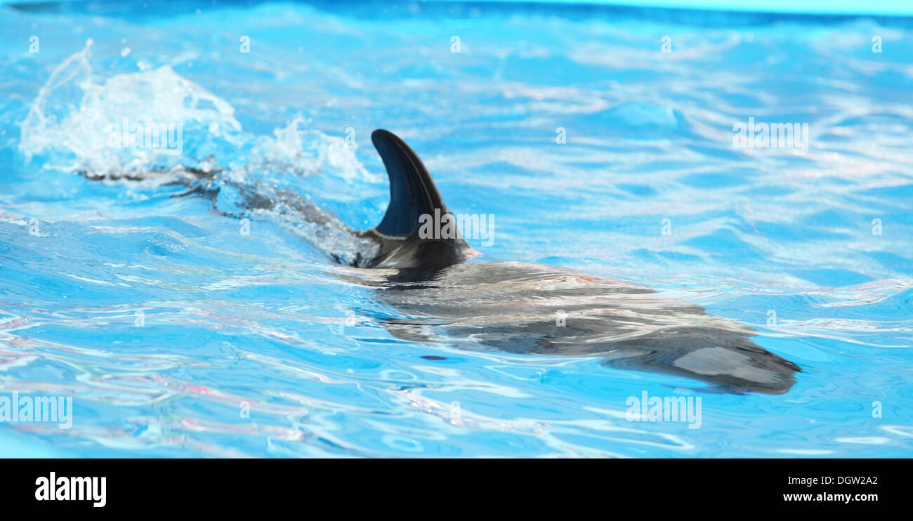 dolphin in the water Stock Photo - Alamy