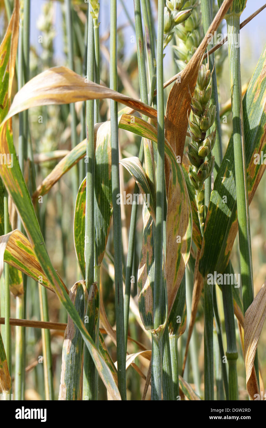 Wheat stalks hi-res stock photography and images - Alamy